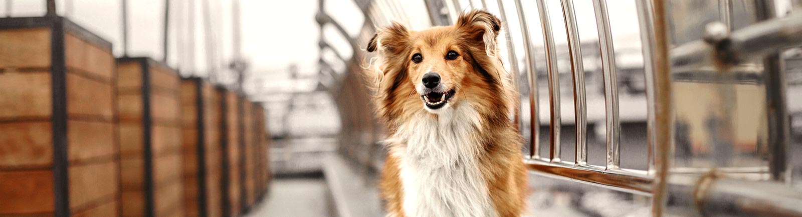 Why Does My Dog Have A Hoarse Cough